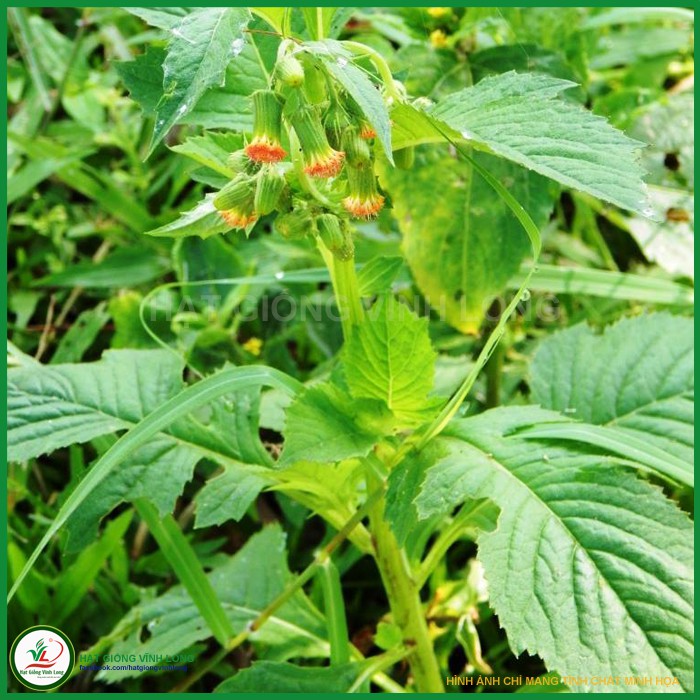 Hạt giống rau Kim Thất (rau Tàu bay) TN 2 - 1g | Shopee Việt Nam