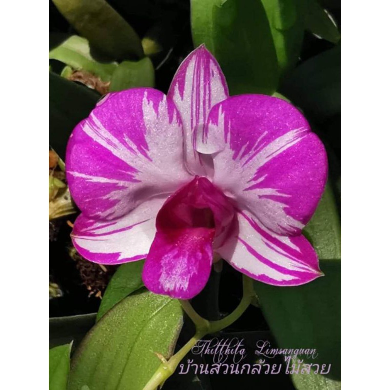 Lan Dendro chớp mini kim cương cây sắp hoa | Shopee Việt Nam