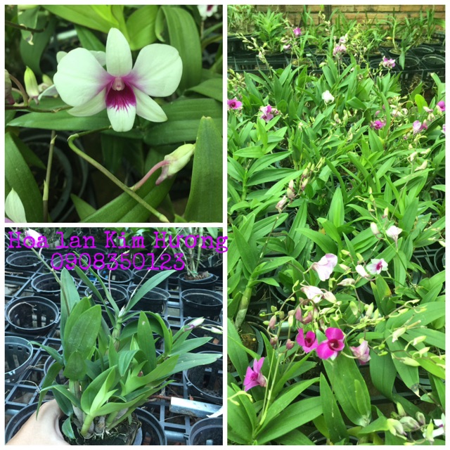 Hoa lan dendro mini đang hoa | Shopee Việt Nam
