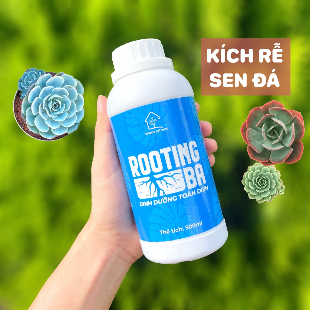 Dung dịch kích rễ cho sen đá - Bổ sung dinh dưỡng - Chai 500ml | Shopee ...
