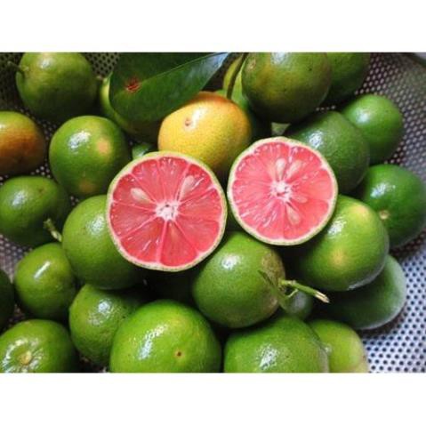Cây Chanh Đào - Cây Ăn Quả - H2O Farm + Tặng 01 cây dâu da đất ( bòn ...