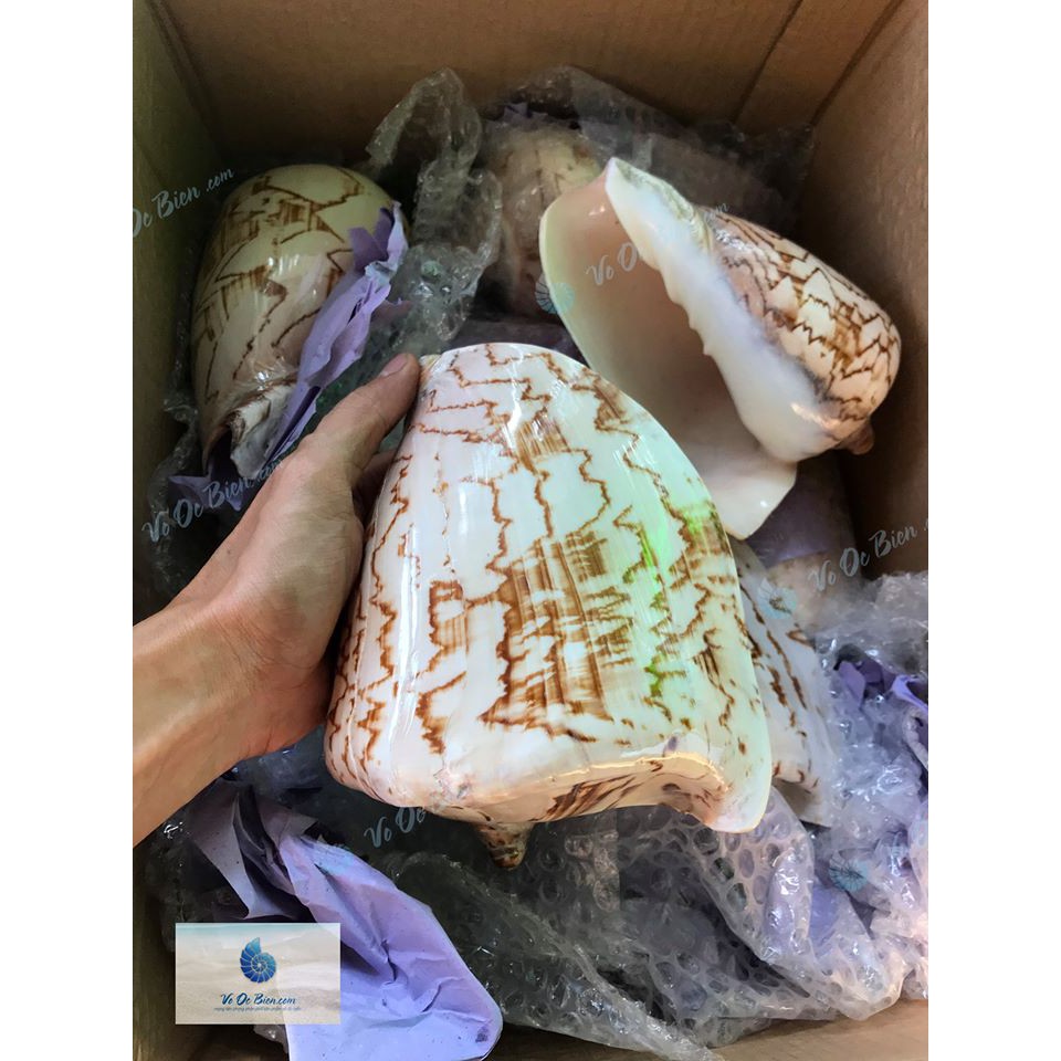 VỎ ỐC NOBLE VOLUTE SHELL | Shopee Việt Nam