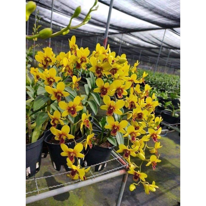 Denro vàng tia cây trưởng thành | Shopee Việt Nam