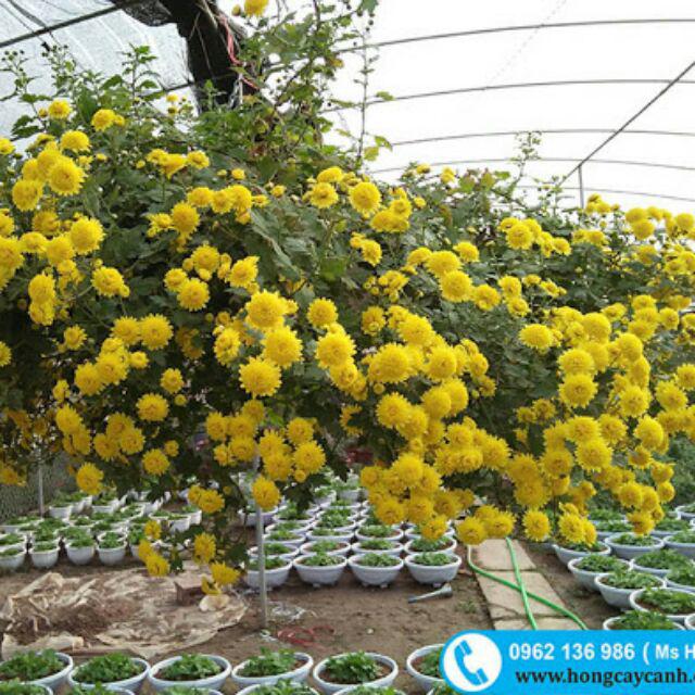 10 Cây giống hoa cúc rủ bông to | Shopee Việt Nam