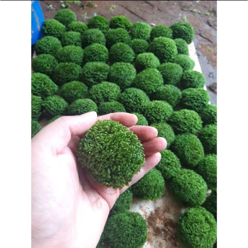 Rêu Mini Fiss Bám Đá (10 tặng 1) - Mini Fiss Viên Thuỷ Sinh - viên rêu ...