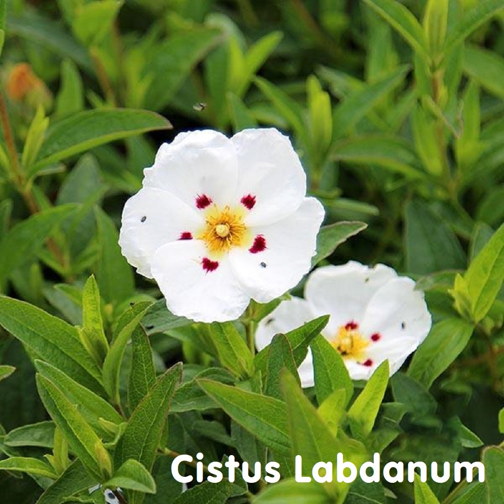 Tinh dầu hoa Labdanum Cistus Essential Oil (Rockrose) | Shopee Việt Nam