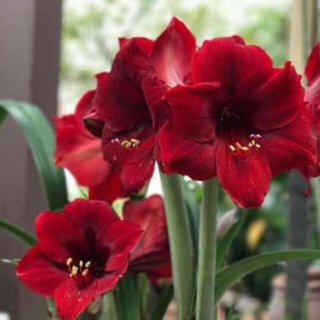 Lan huệ nội đỏ nhung | Shopee Việt Nam