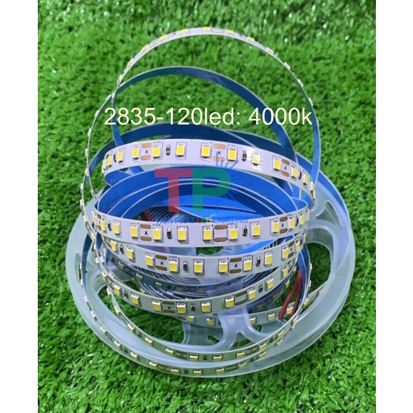 Led dây dán 12v SMD 2835-120 Led/m 5m 6500k-4000k-3000k, Led siêu sáng giá rẻ loại tốt trang trí ...