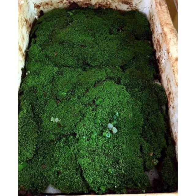 Mini fiss lá nước (rêu nền bể thuỷ sinh) | Shopee Việt Nam