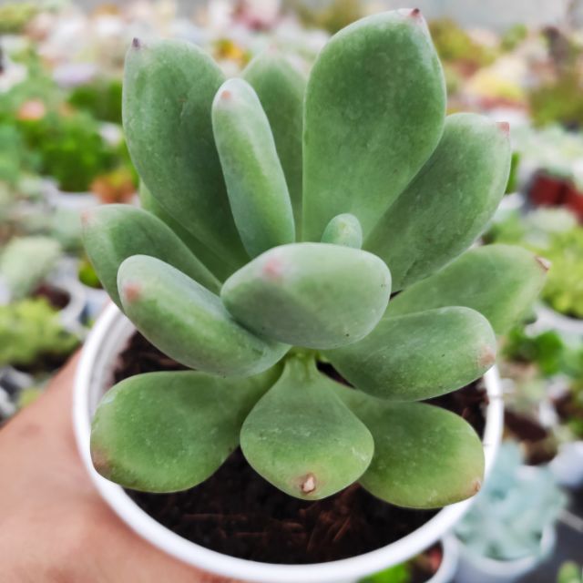 Sỏi xanh sz trung | Shopee Việt Nam