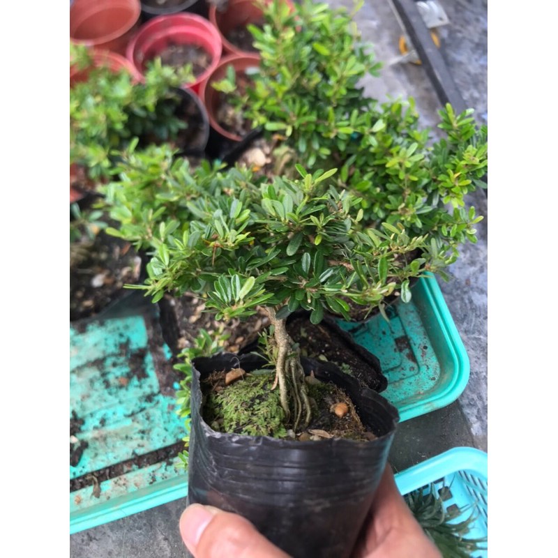 bon sai mini, bonsai linh sam 86 hoa tím nhỏ | Shopee Việt Nam