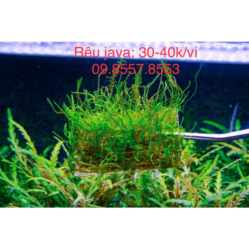 rêu java (rêu cá đẻ) | Shopee Việt Nam