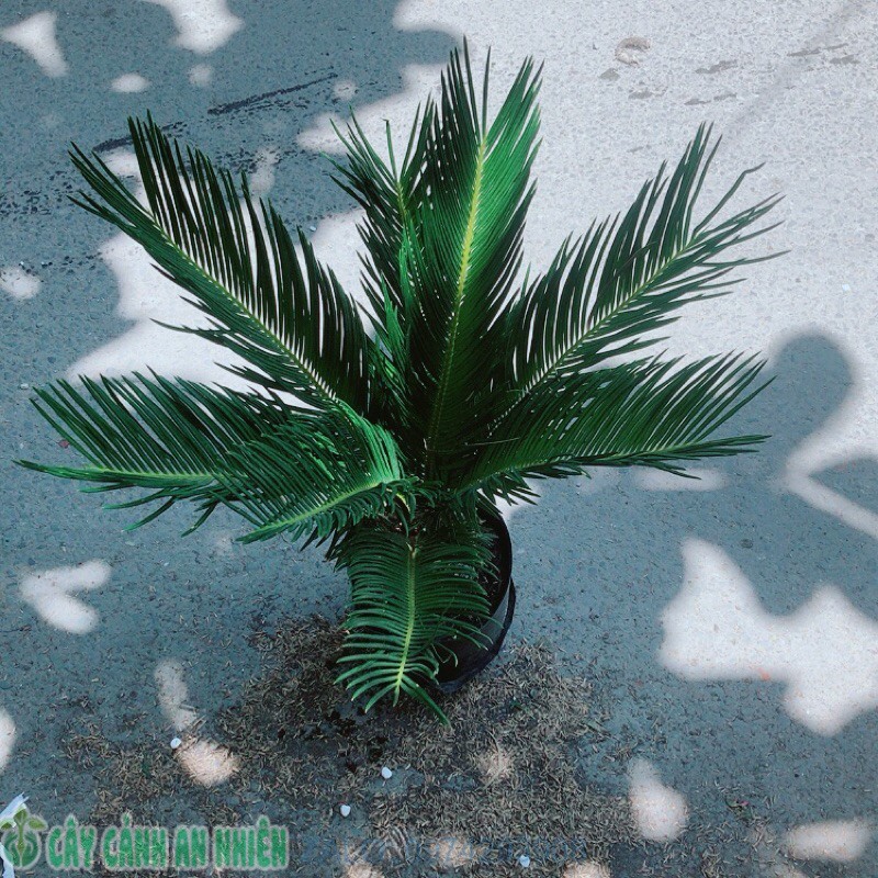 Cây Vạn Tuế | Shopee Việt Nam