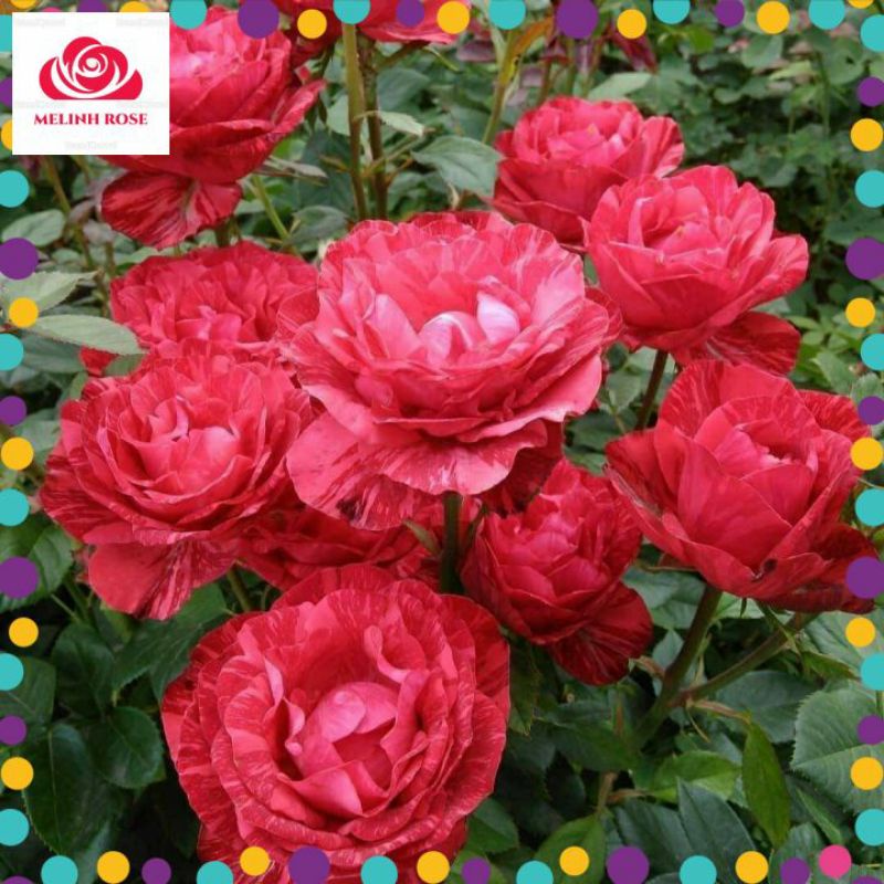 Hoa hồng bụi Red Intuition rose đỏ sọc đột biến-Vườn Hoa Melinhrose ...