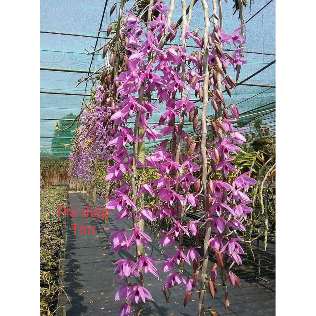 Phi điệp tím | Shopee Việt Nam