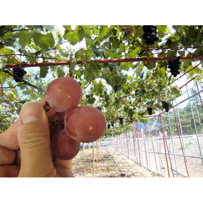 Hạt giống Nho Ruby Roman 5 hạt | Shopee Việt Nam