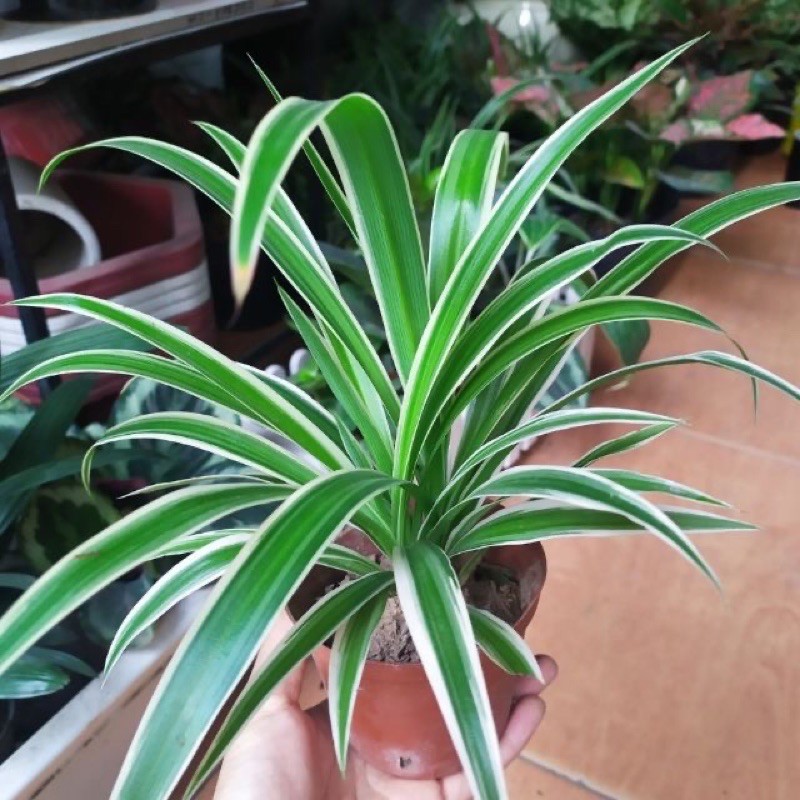 Khóm cây cỏ lan chi | Shopee Việt Nam