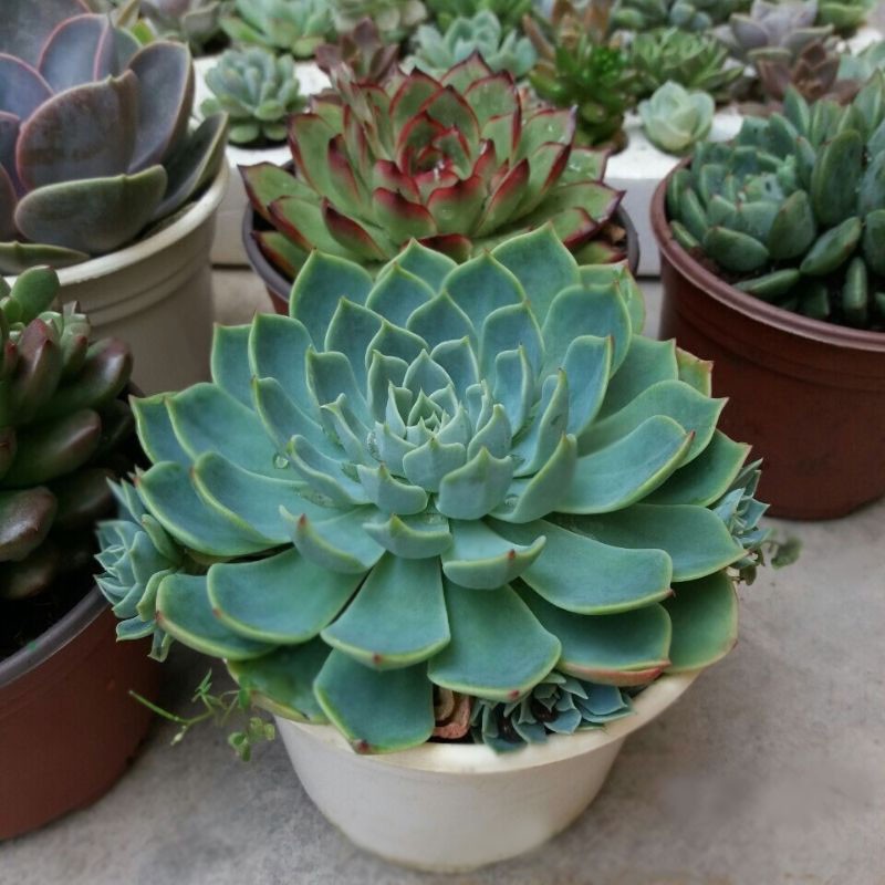 Sen đá size trung 🌵FREESHIP🔥Đã thuần khí nóng🌟 Bao đep loại từ 9-11cm ...