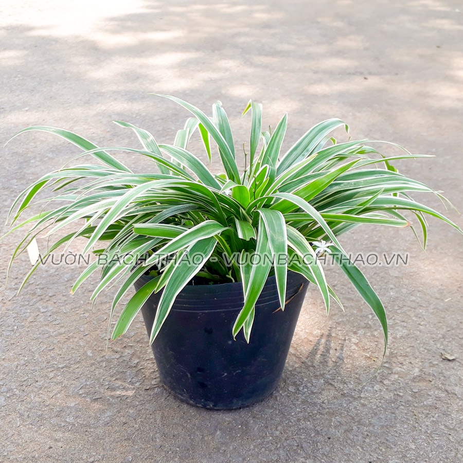 Cây cỏ lan chi, thảo lan chi | Shopee Việt Nam