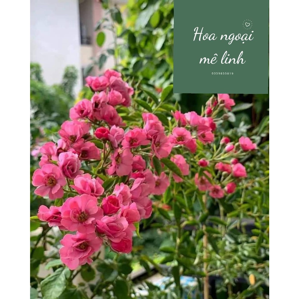Hoa hồng leo Mac Spice hoa chùm siêu đẹp-HoaNgoaiMeLinh | Shopee Việt Nam