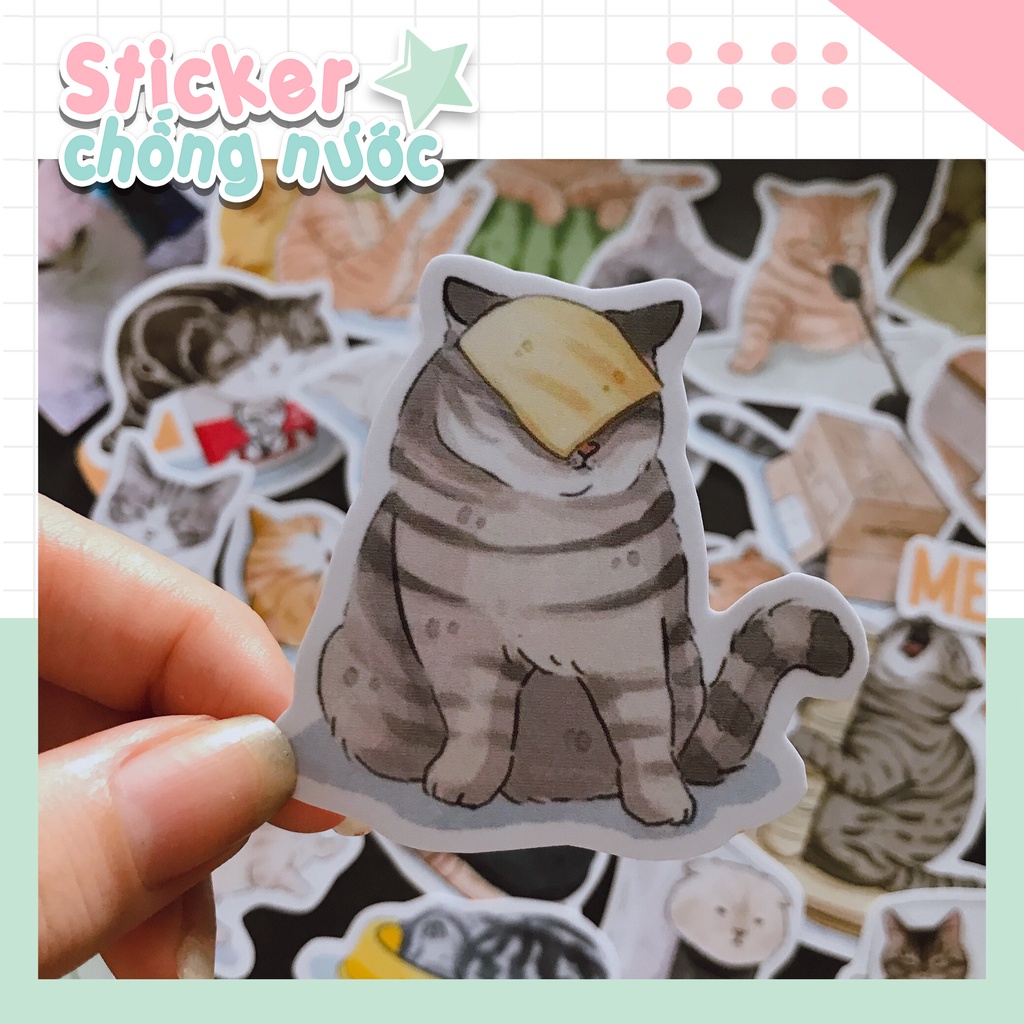 Set sticker meme mèo, sticker mèo hài hước :) | Shopee Việt Nam