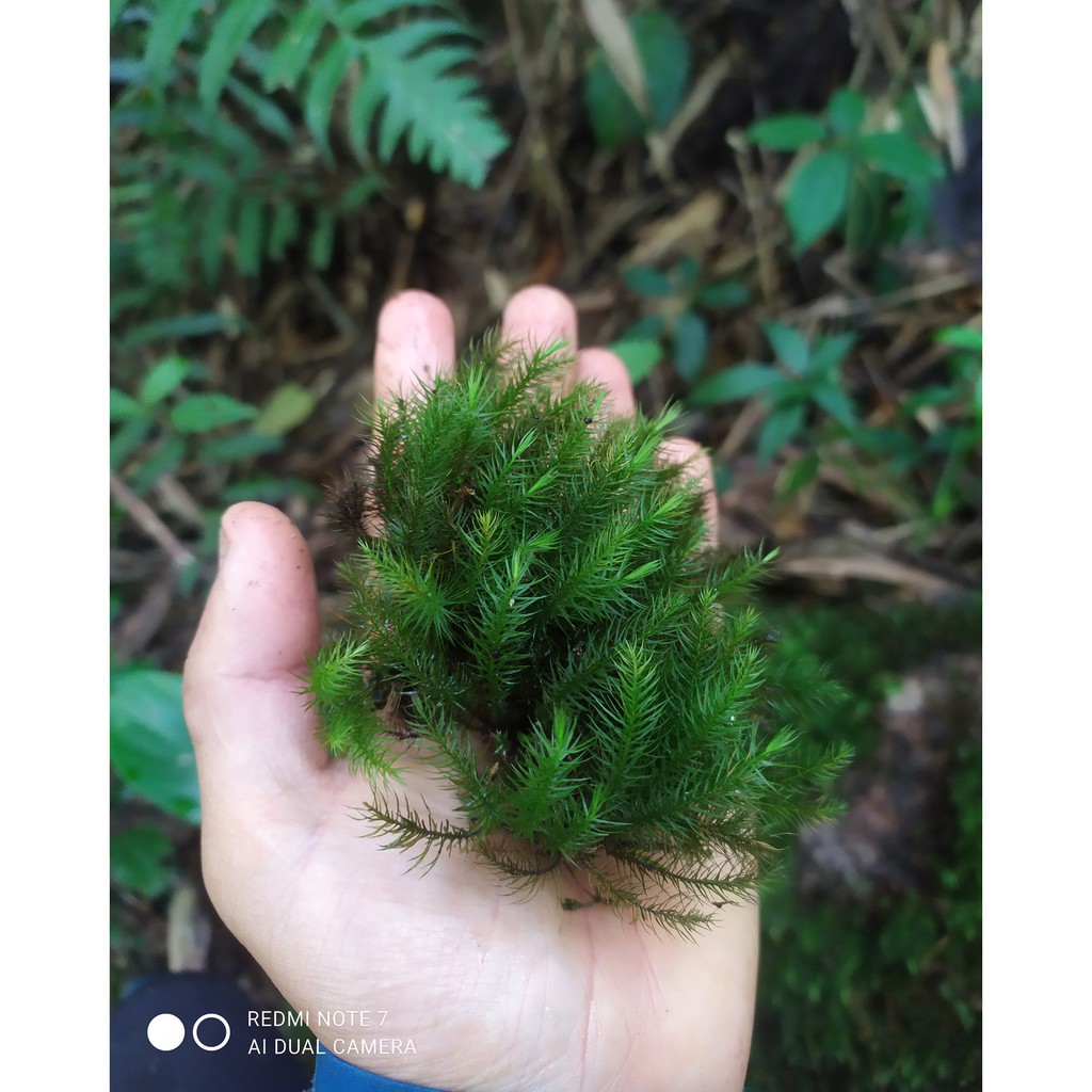 Rêu Pyrrhobryum Spiniforme (Spiny moss) tiểu cảnh terrarium | Shopee ...