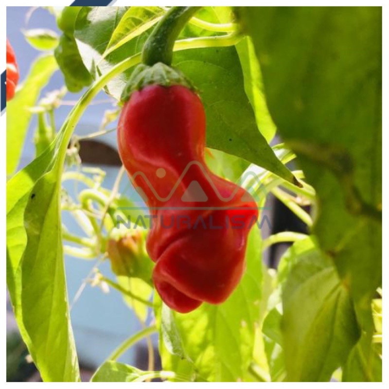 Cây ớt Cu Tí (Peter Chilli) sẵn trái Đỏ Cam | Shopee Việt Nam