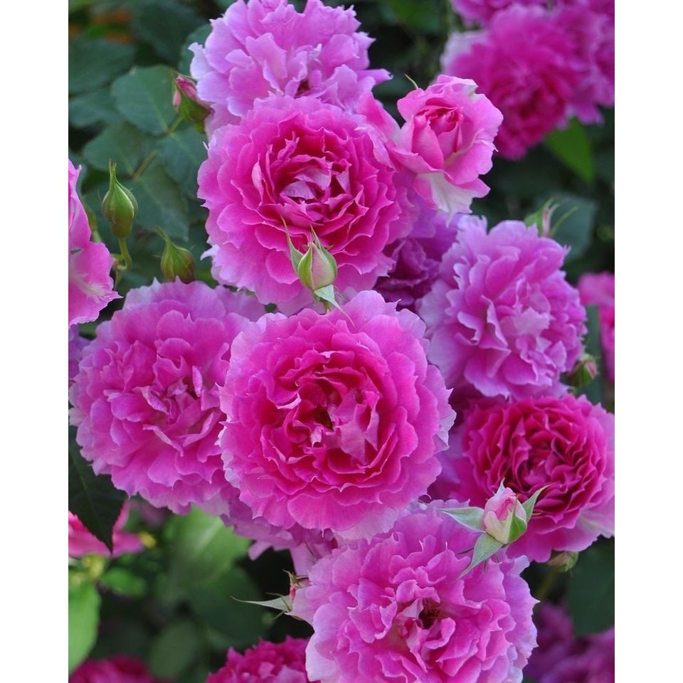 Hoa Hồng ngoại Sheherazad | Shopee Việt Nam