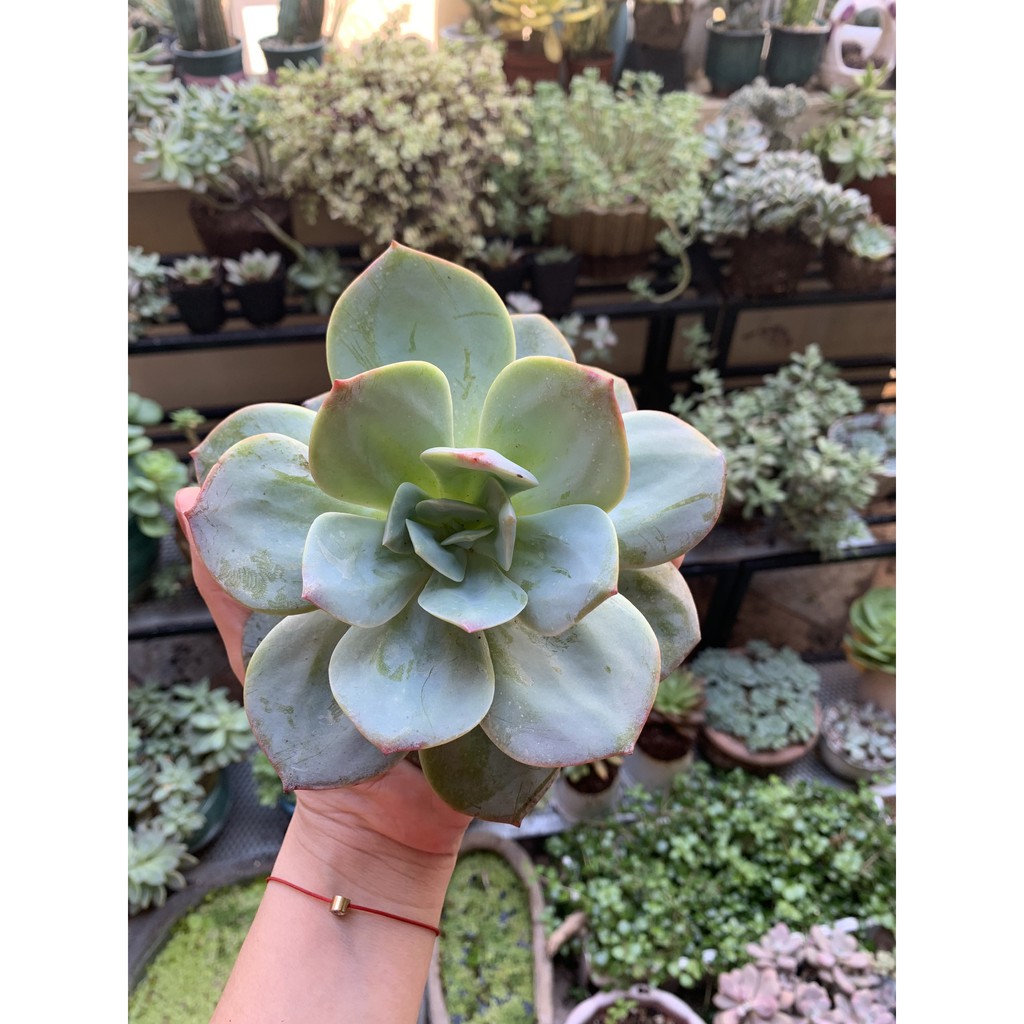 Sen đá Bèo Nhật 2 đầu chung gốc viền hồng | Shopee Việt Nam