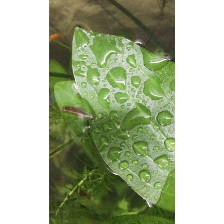 ốc sát thủ ( hele na) | Shopee Việt Nam