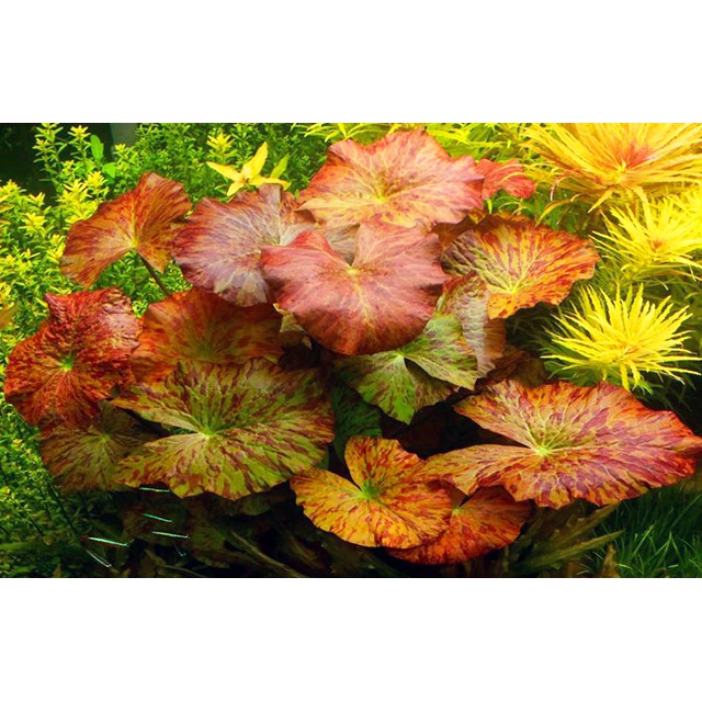 Cây Sen Tiger Mini - Cây Thuỷ Sinh Trung Cảnh, Hậu cảnh | Shopee Việt Nam