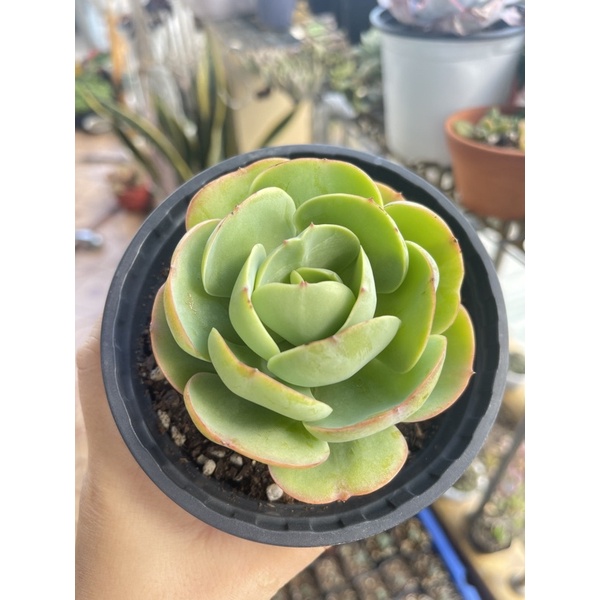 Sen đá bèo pháp | Shopee Việt Nam