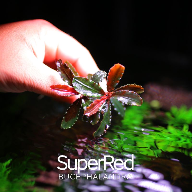 Bucep Super Red | Cây thủy sinh lá siêu đỏ | hàng ngọn | lá cạn ...