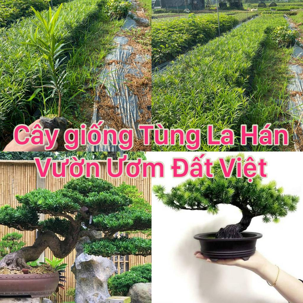 Cây giống Tùng La Hán cây cao 15-20 cm ( Mua 10 cây tặng 1 ) #cây_giống ...