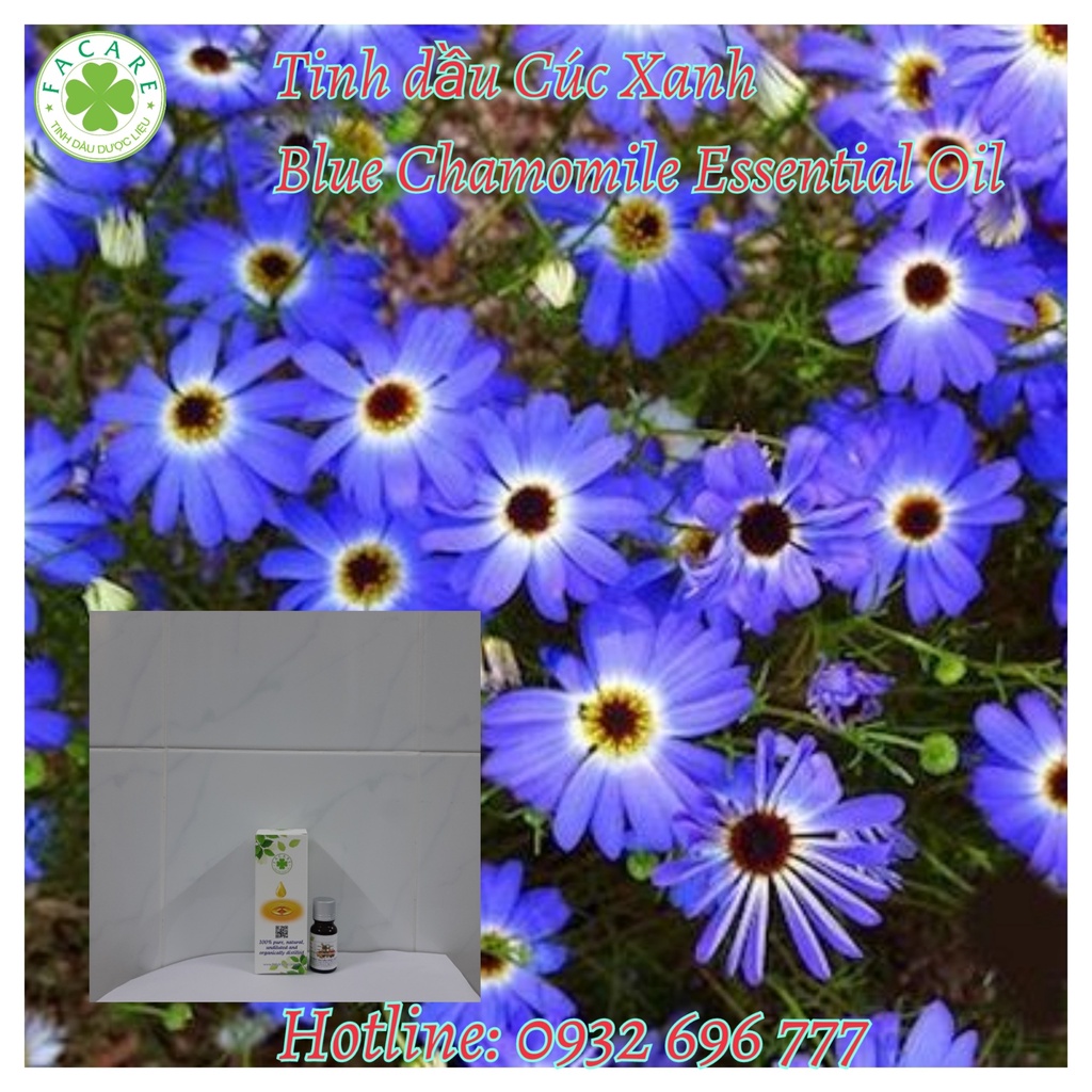 Tinh Dầu Cúc Xanh Blue Chamomile Essential Oil| Cao Cấp Nhập Khẩu| 100% ...
