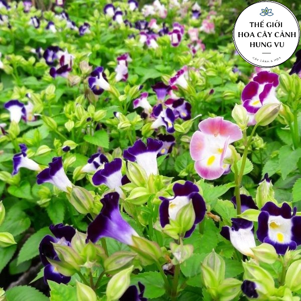 Cây hoa Phăng Xê - hoa bươm, tử la lan, hoa pensee, hoa pansy, hoa ...