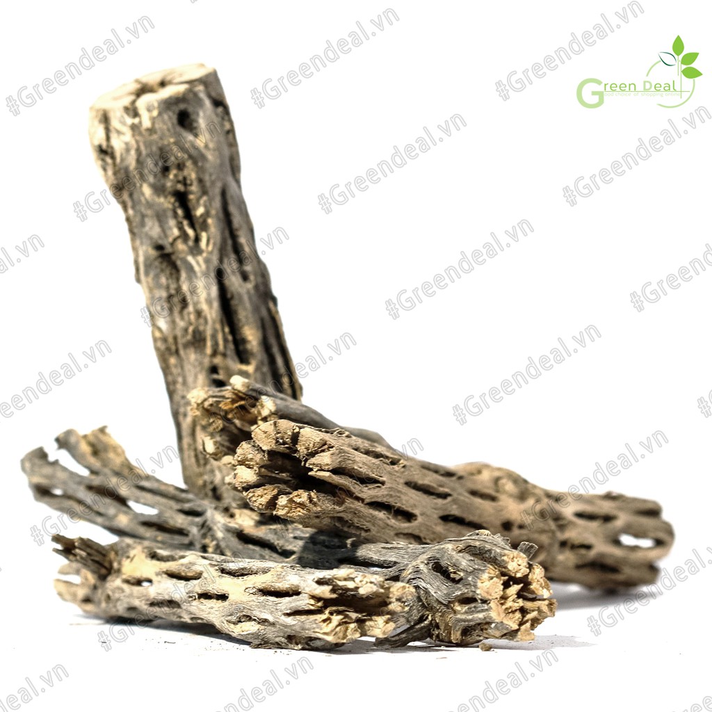 Cholla Cactus (Thanh 15 cm) | Lũa cholla cho hồ nuôi tép kiểng | Shopee ...