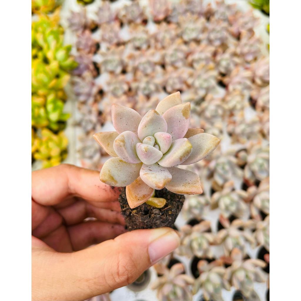 Sen đá size mini SEN ĐÁ PHƯƠNG ANH (sen vỉ) 3-5cm nhiều loại, siêu khoẻ ...