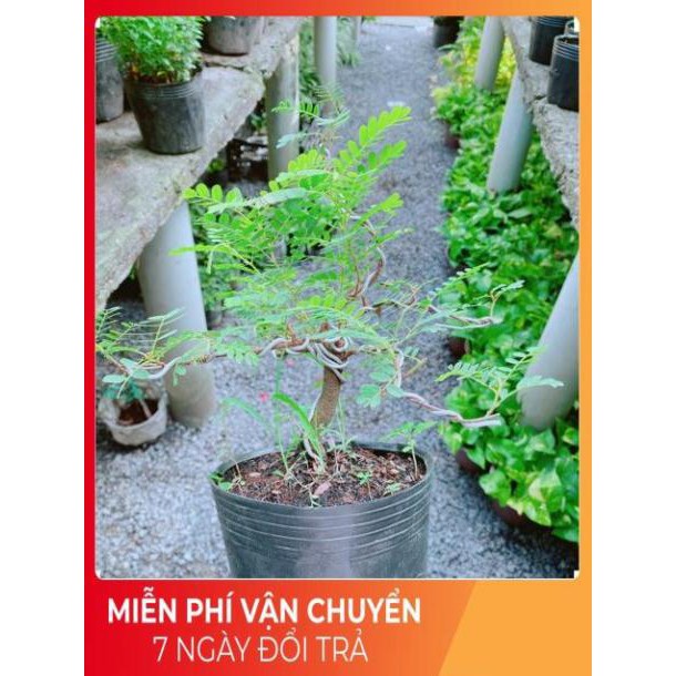 Cây Me Bonsai | Shopee Việt Nam