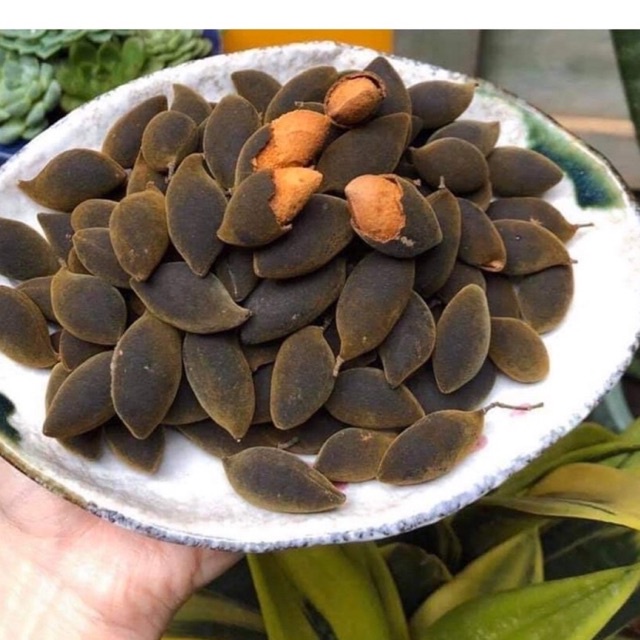 [ 1KG ] Trái Say Nhung Chín Cây - Say Nhung Rừng chua chua ngọt Ngọt ...