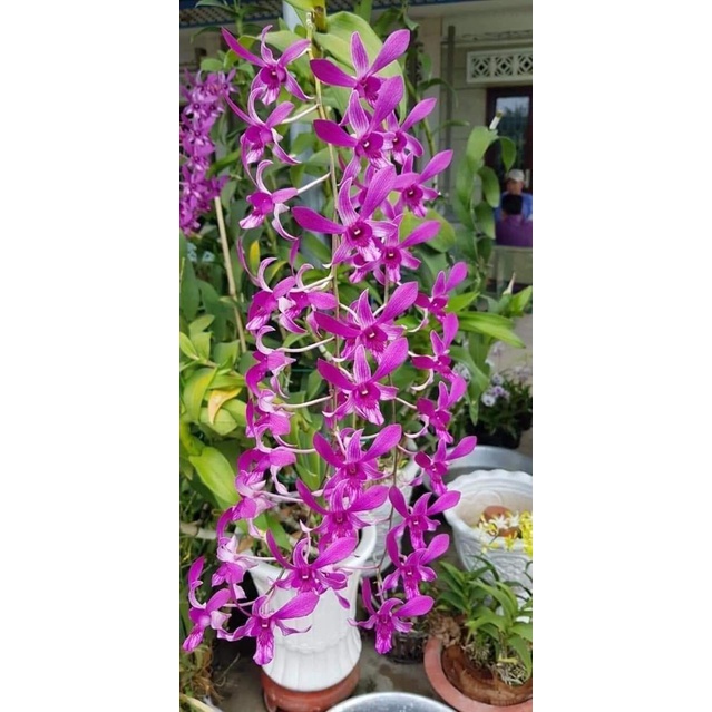 Denro Ceasar Red ( Hoàng đế đỏ ) | Shopee Việt Nam