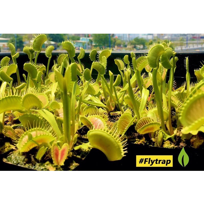 Cây bẫy ruồi , bắt mồi Venus Flytrap dòng G16 | Shopee Việt Nam