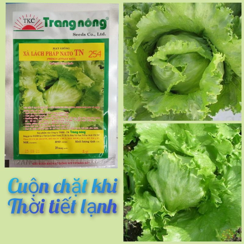Hạt giống xà lách cuộn, xà lách búp ice berg Trang Nông 1gr (gần 1000h ...