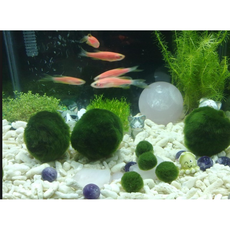 Marimo - tảo cầu may mắn Nhật Bản BIG SIZE 3CM | Shopee Việt Nam