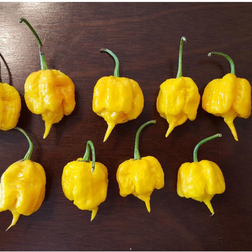 Hạt giống ớt vàng Carolina Reaper, 10 hạt | Shopee Việt Nam