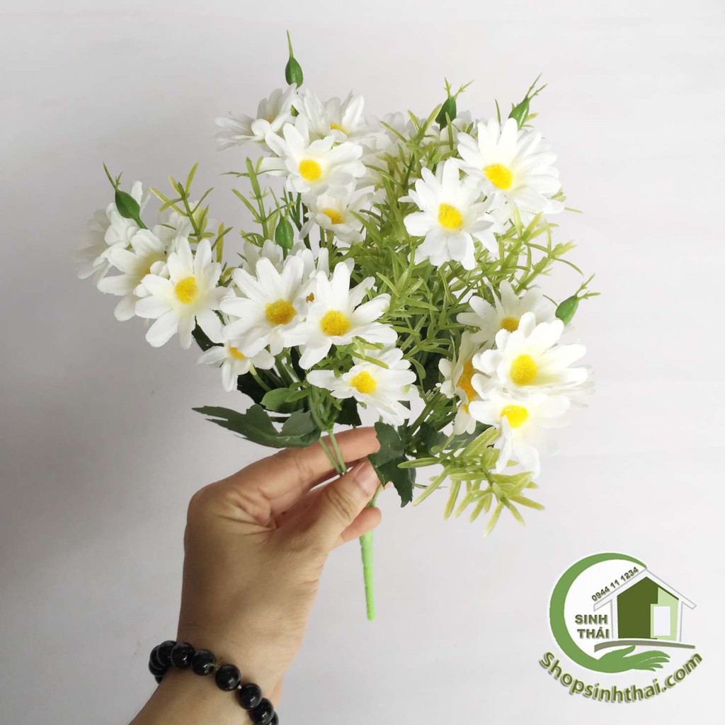 Bụi hoa cúc lùn 6 nhánh màu trắng nhị vàng - hoa vải nhiều cánh, lá ...