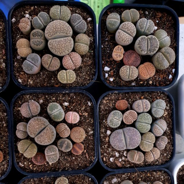 Lithops 1.2-2.5cm | Shopee Việt Nam
