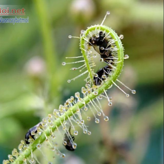 Bộ gieo hạt Cây Gọng Vó Drosera Indica Green | Shopee Việt Nam