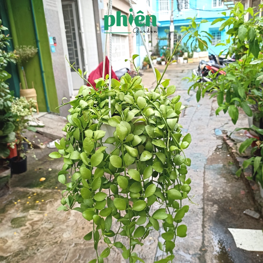 Cây Lan Hạt Dưa kèm chậu treo, Cây Lan Đô La lá rũ | Shopee Việt Nam