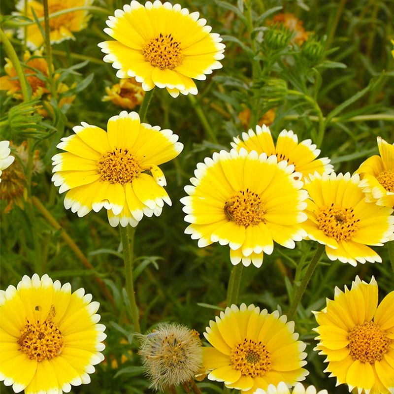Hạt giống hoa Layia Platyglossa 50h | Shopee Việt Nam